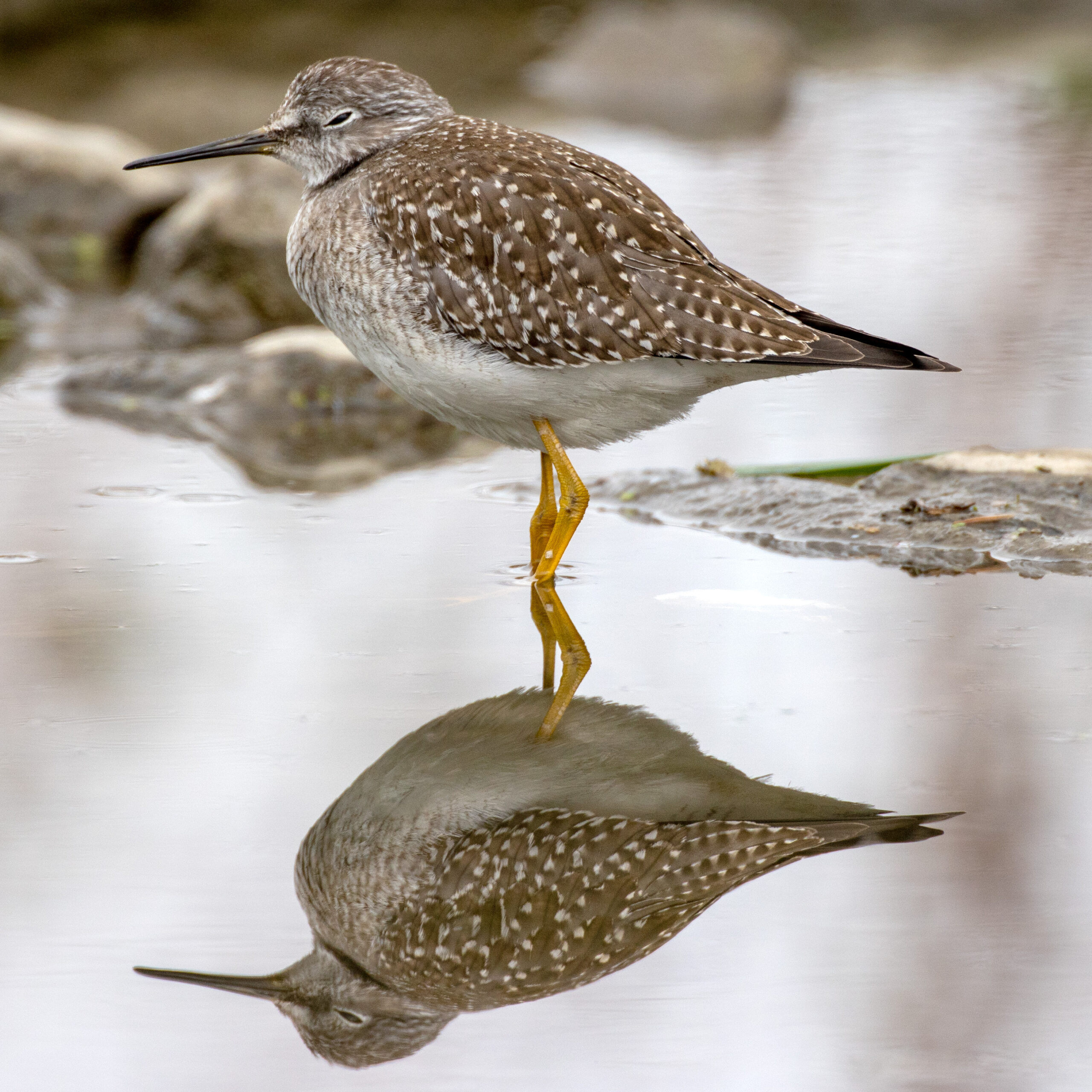 Monahan Drain - Mark Eccleston Photography